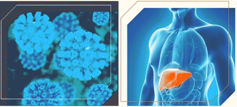 Hepatitis - Viral Attack On Liver | Health Tips Blog - HealthcareOnTime