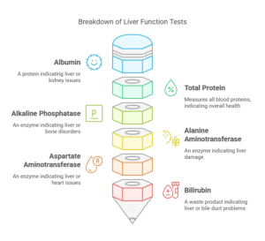 Basic Metabolic Panel vs Comprehensive Metabolic Panel: Which Blood ...