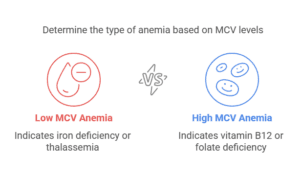 How to interpret CBC blood test results and what it checks for ...