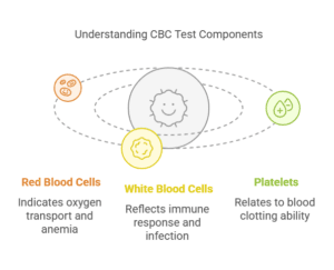 How to interpret CBC blood test results and what it checks for ...