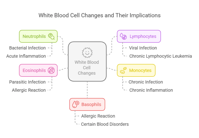 How to interpret CBC blood test results and what it checks for ...