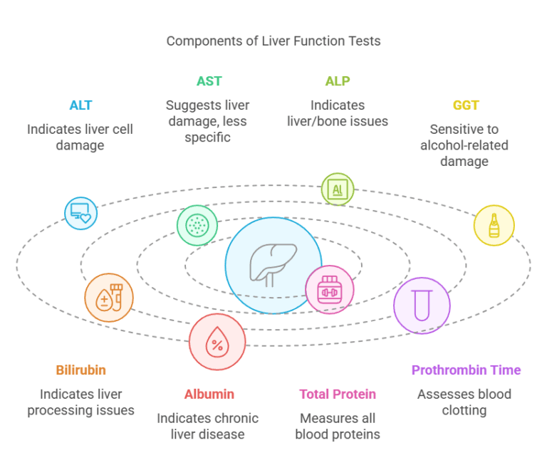 Understanding Liver Function Tests (LFTs) and Abnormal Results ...