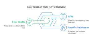 Understanding Liver Function Tests (LFTs) and Abnormal Results ...